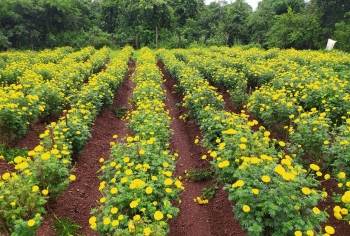 The Goan EveryDay: Local marigolds in full bloom across the state