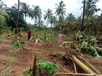 The Goan EveryDay: 130 ha damaged in Pernem, Rs30 lakh in losses: ZAO