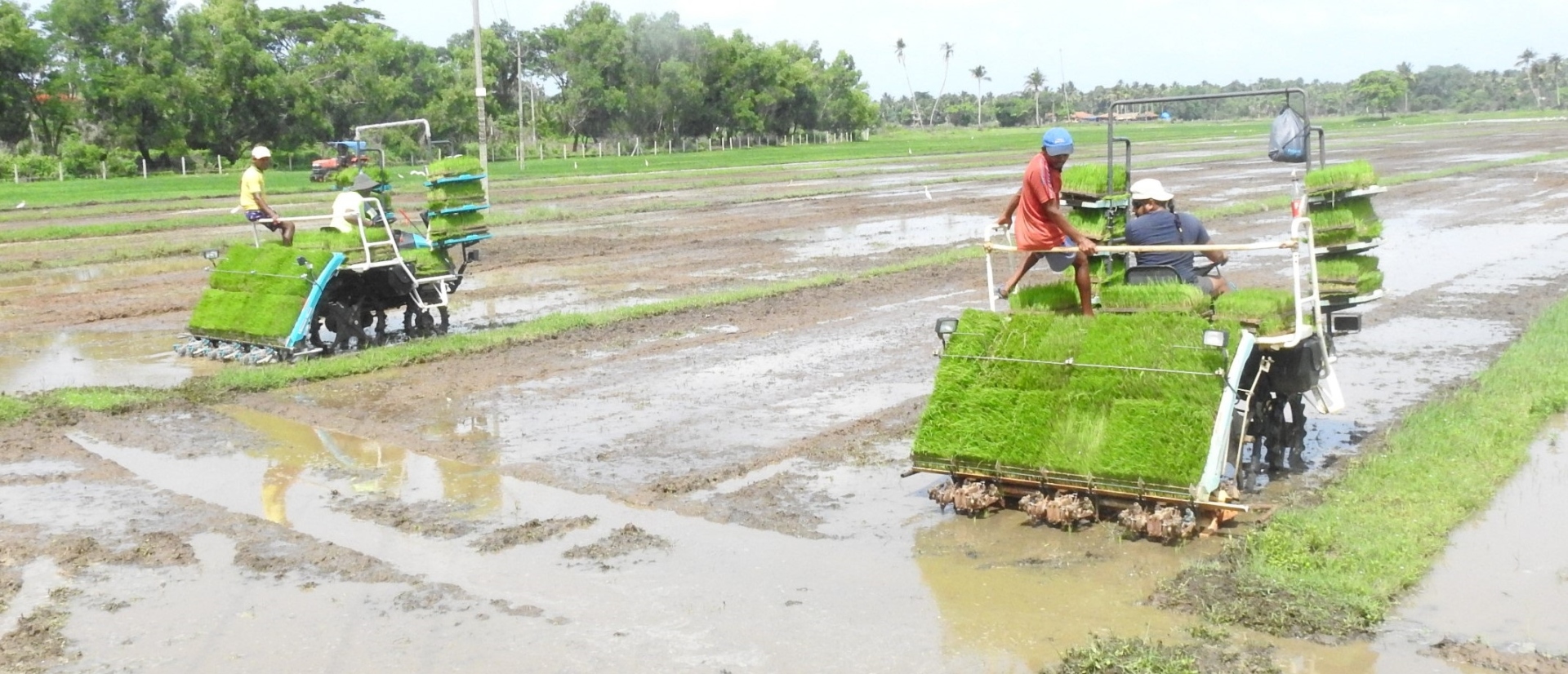 The Goan EveryDay: Transplanters, tractors roll into fallow fields of ...
