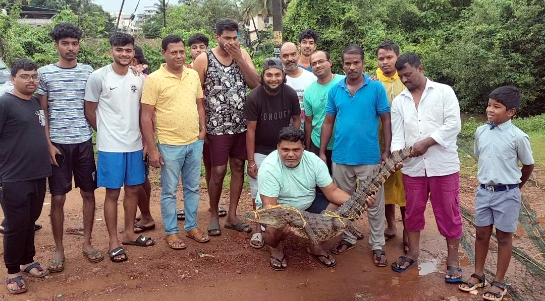 The Goan EveryDay: Croc removed from Vaddem creek, handed to forest dept