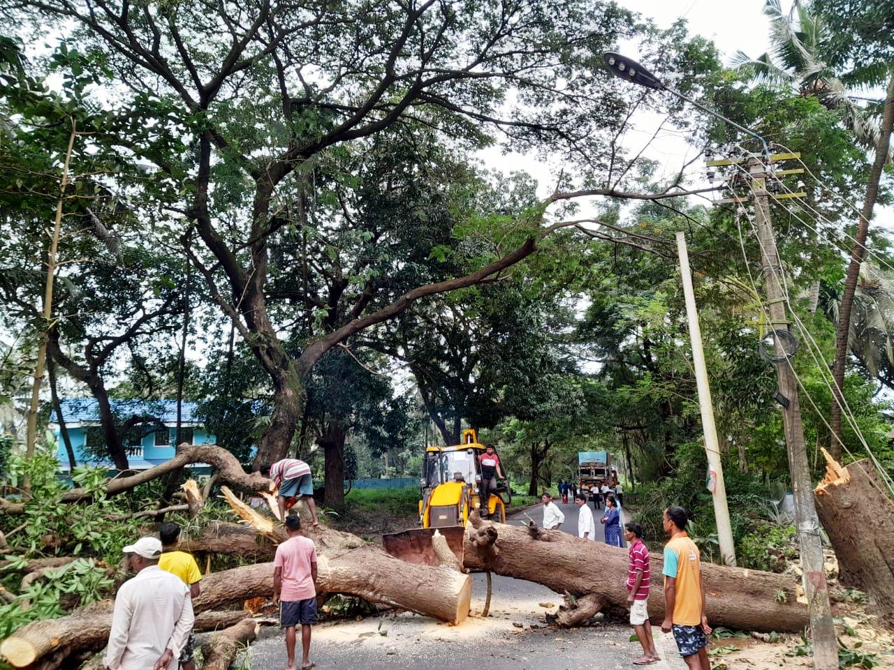 The Goan EveryDay: Trimming, axeing of ageing trees along NH66 at ...