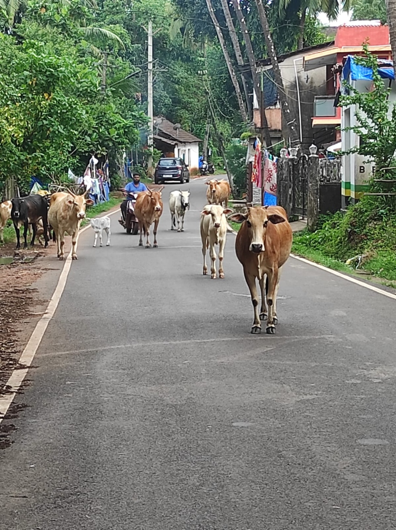 The Goan EveryDay: Stray cattle menace returns to haunt Pomburpa commuters