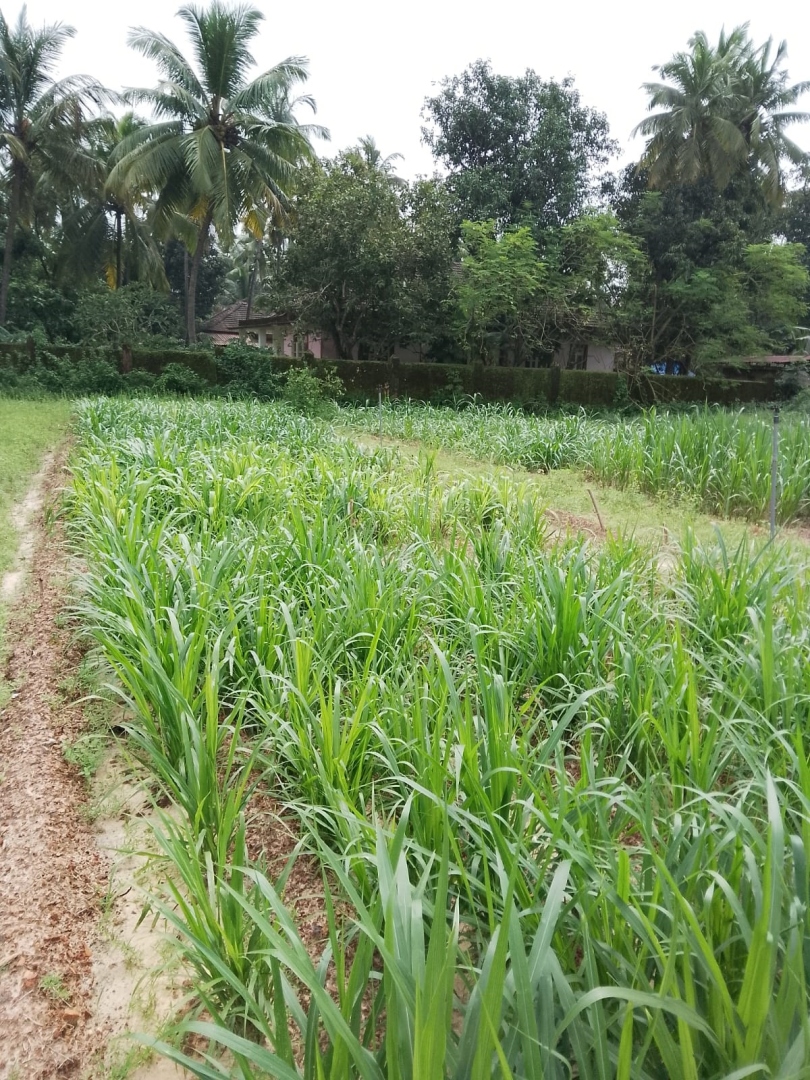 The Goan EveryDay: ﻿Chinchinim farm to host mango gene bank