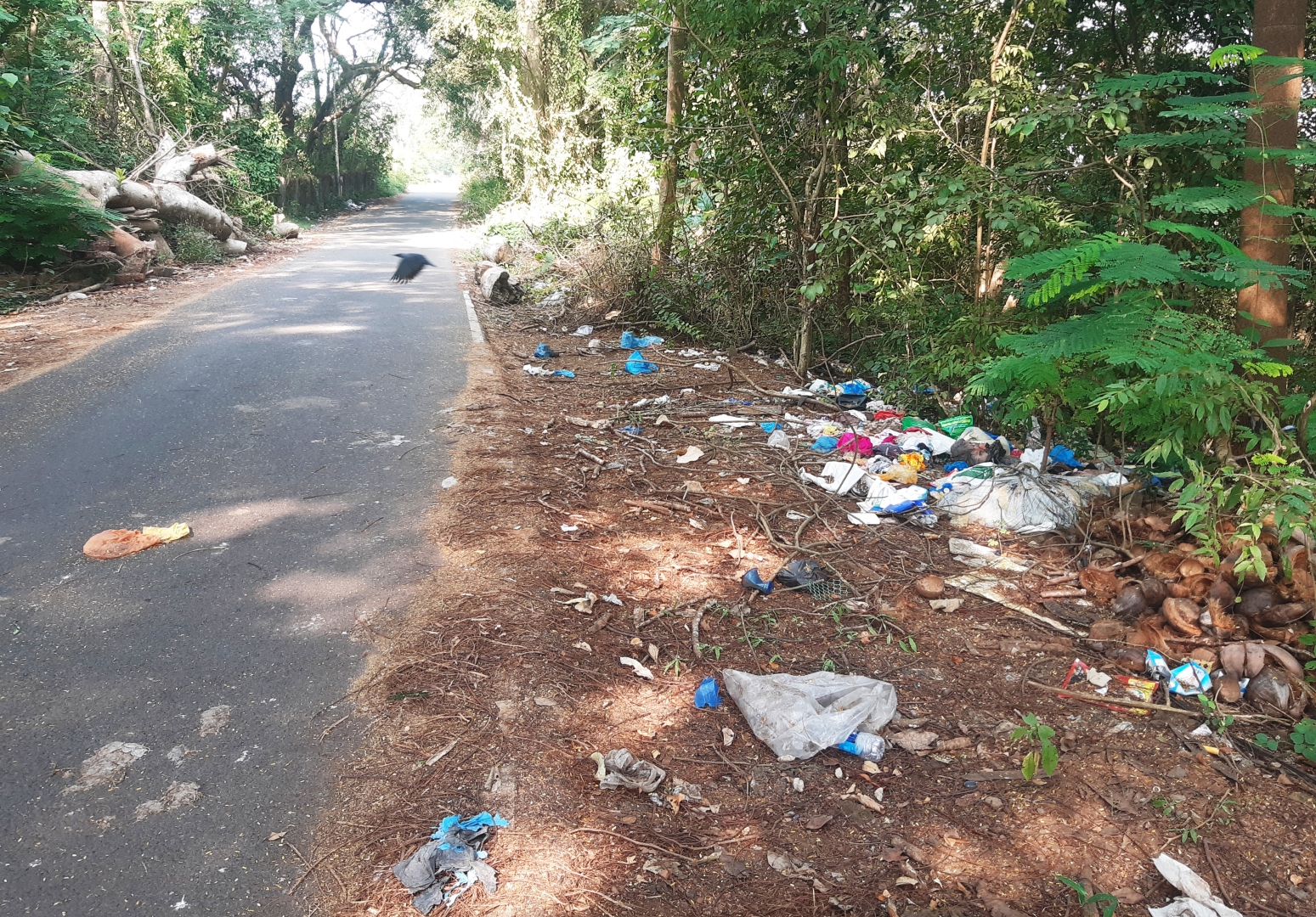 The Goan EveryDay: Road leading to Monte Hill becomes favourite ground ...