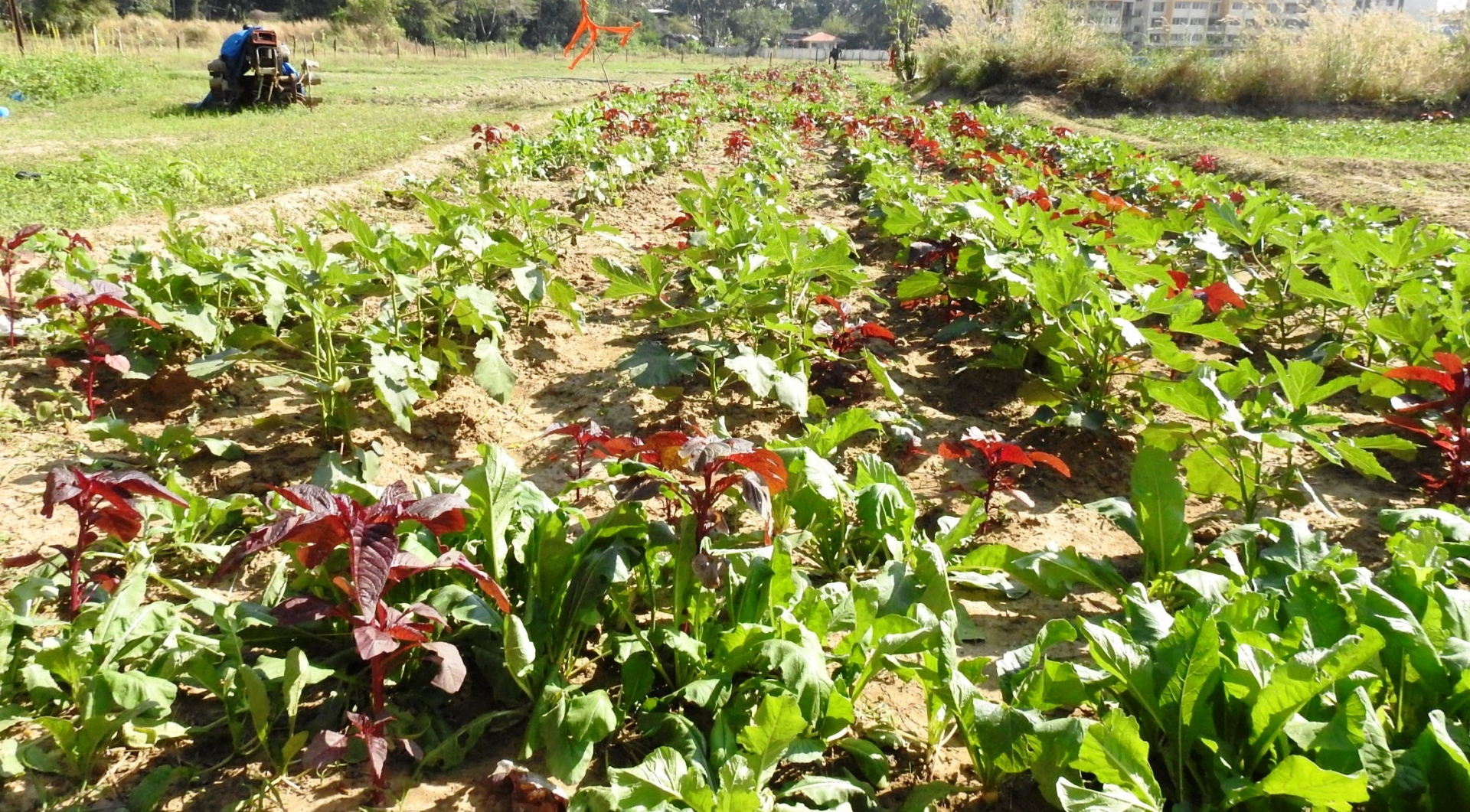 The Goan EveryDay: Farmers in dark over Master Plan 2041 proposals for ...