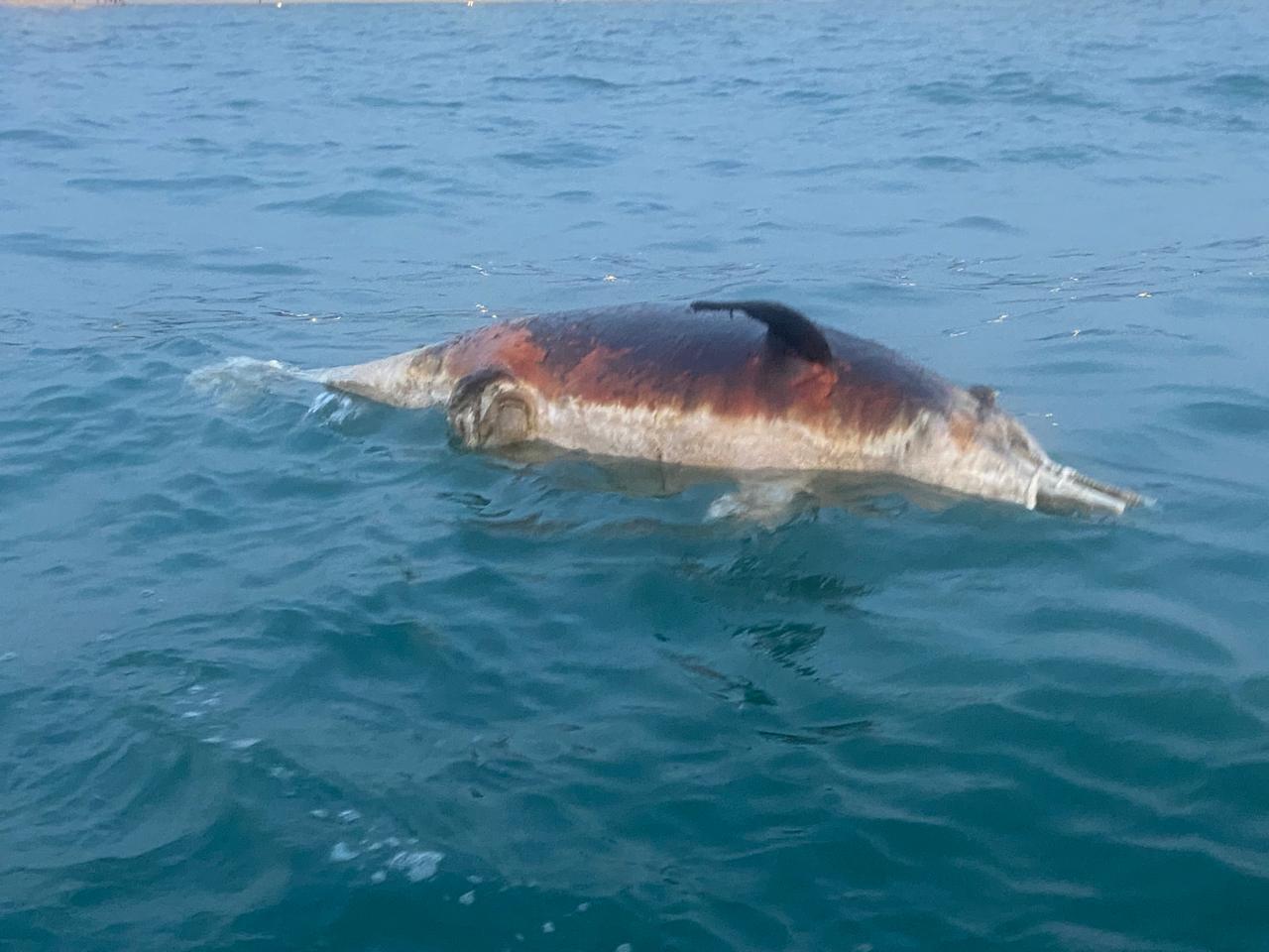 The Goan EveryDay: Dolphin carcass spotted off Benaulim coast