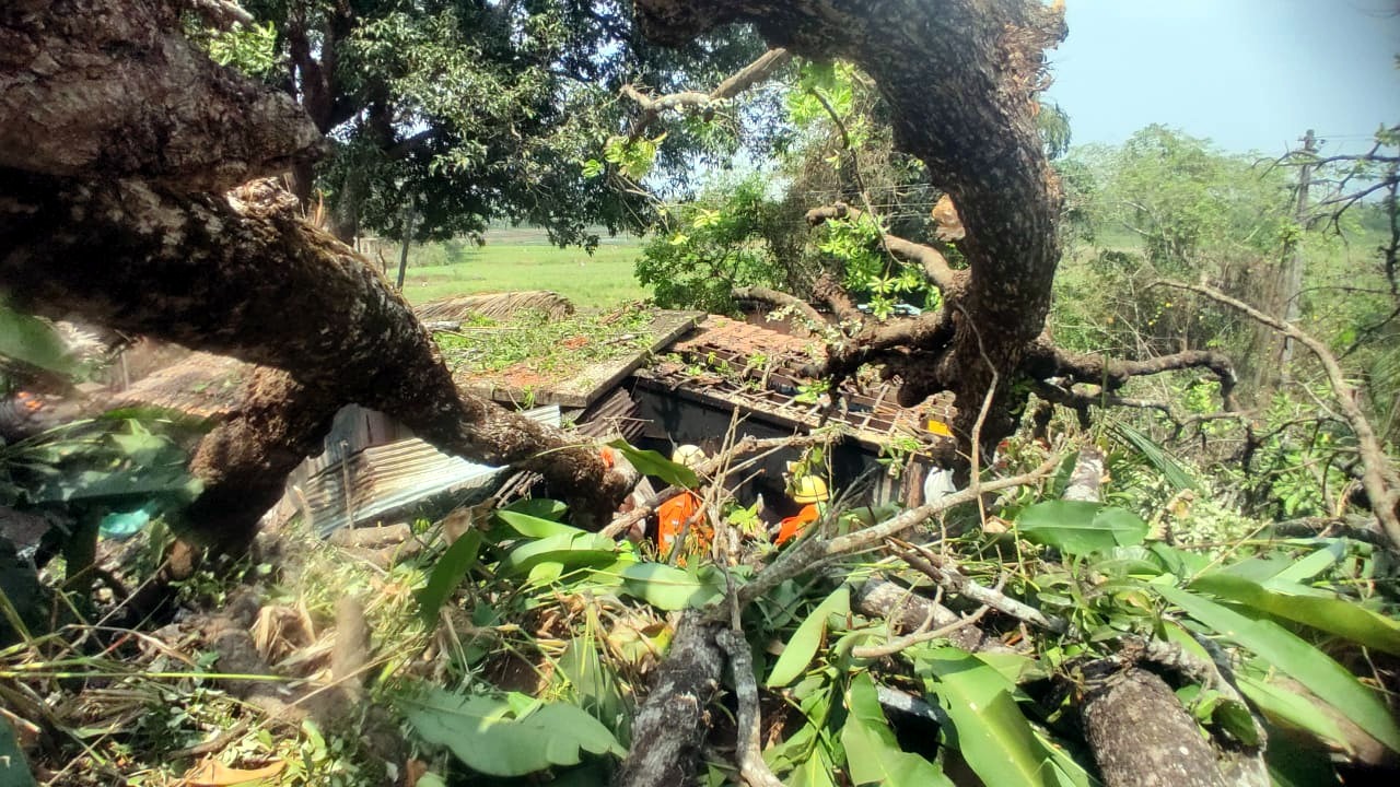 The Goan EveryDay: Sirsaim woman injured after tree falls on house