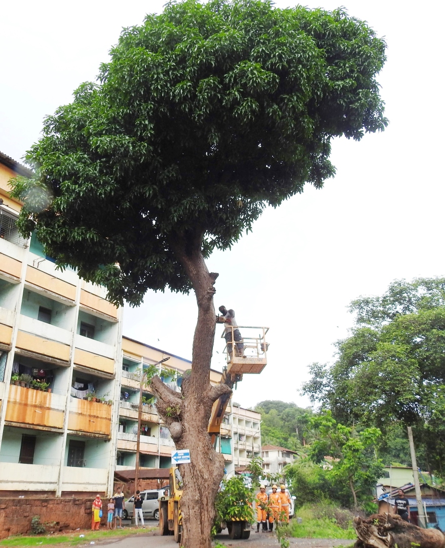 The Goan EveryDay: ﻿Hazardous tree cut down in Pajifond
