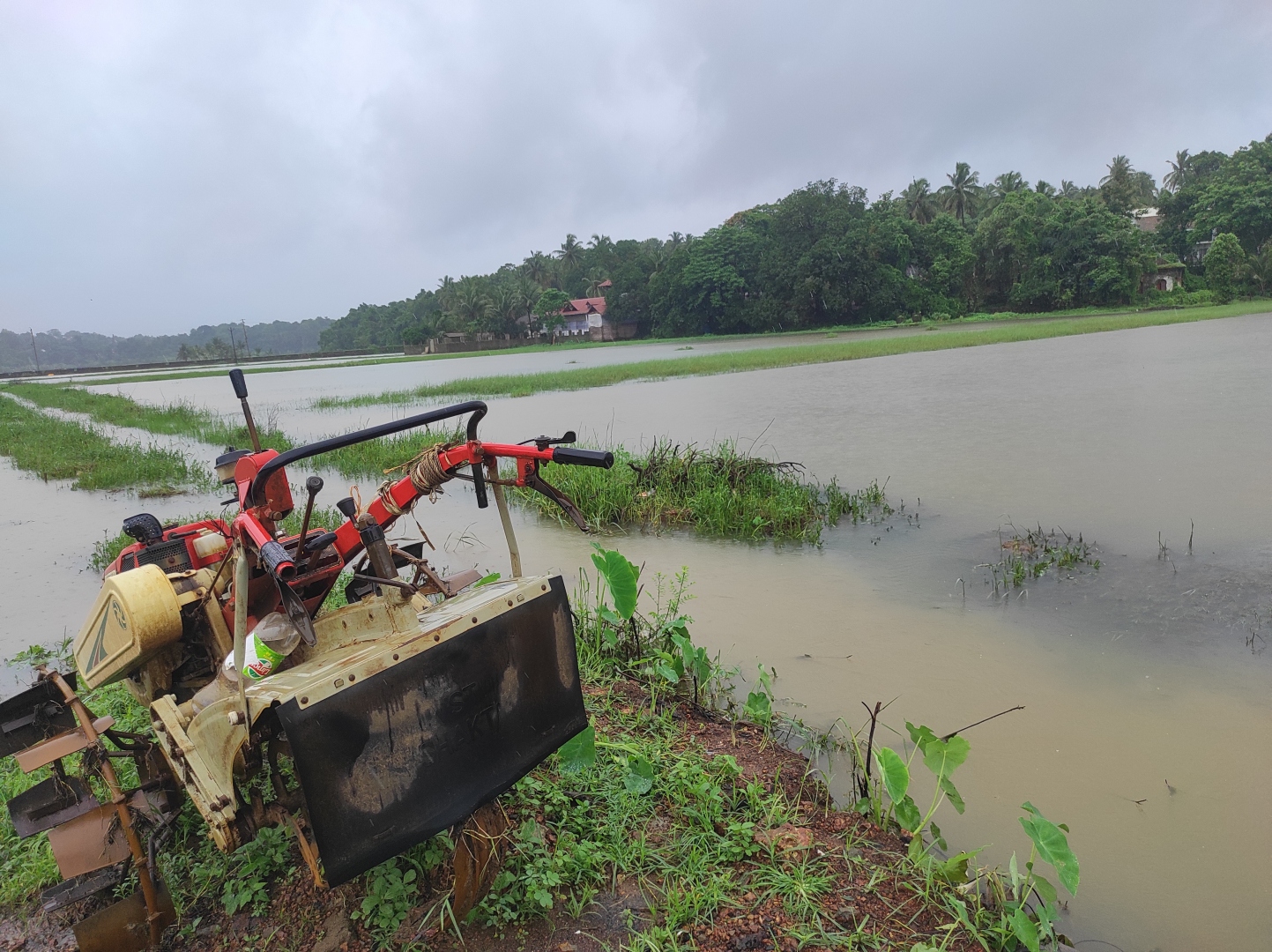 The Goan EveryDay: ﻿Aldona farmers seek aid as rains destroy paddy crops