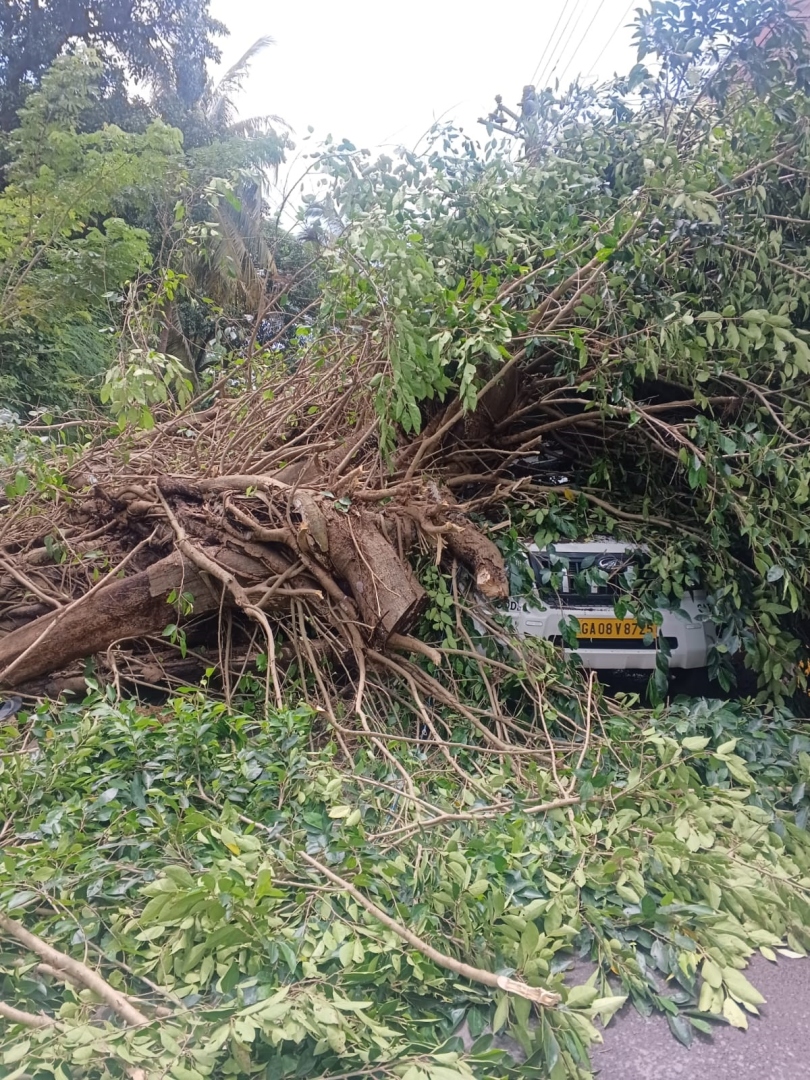 The Goan EveryDay: Tree crashes down on pick-up truck, occupants escape ...