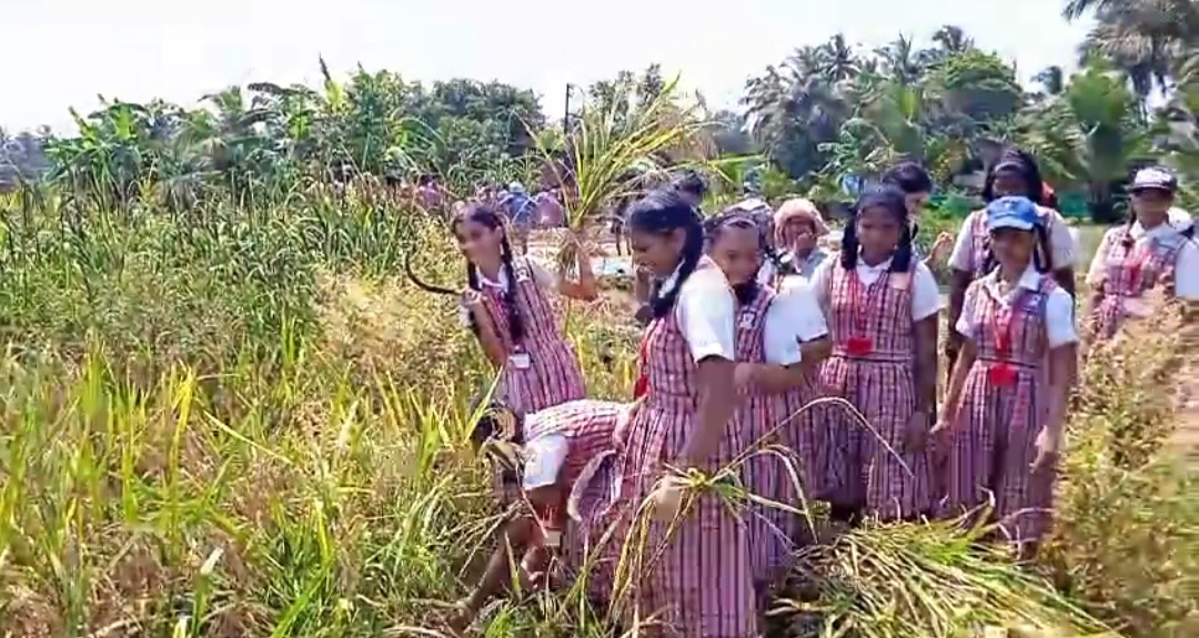 The Goan EveryDay: Navelim students harvest paddy