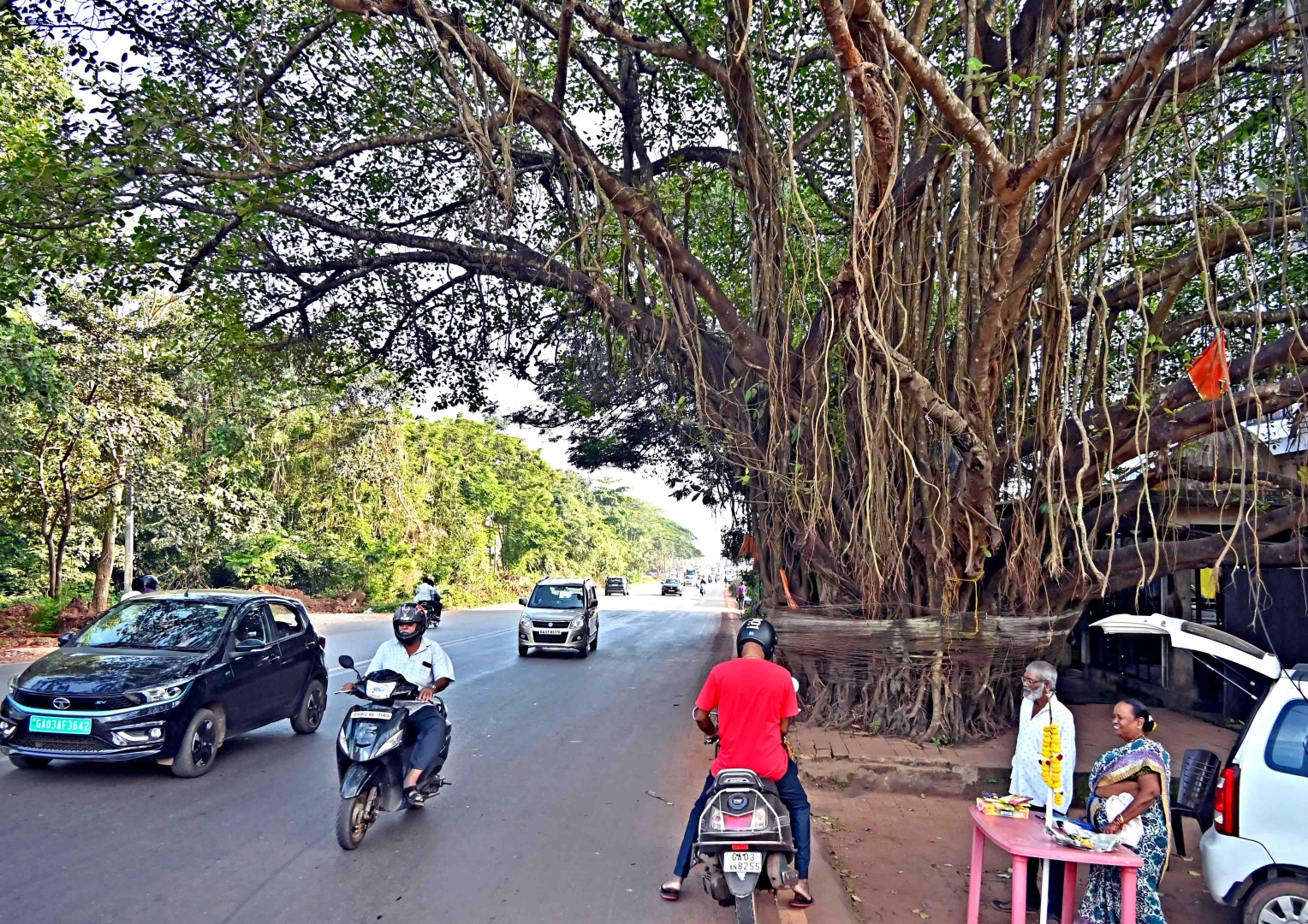 The Goan EveryDay: PWD assures translocation of ‘holy’ banyan tree
