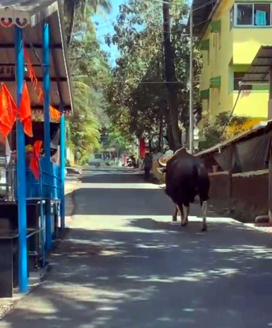 The Goan EveryDay: Bison found wandering on streets in Ponda taluka ...