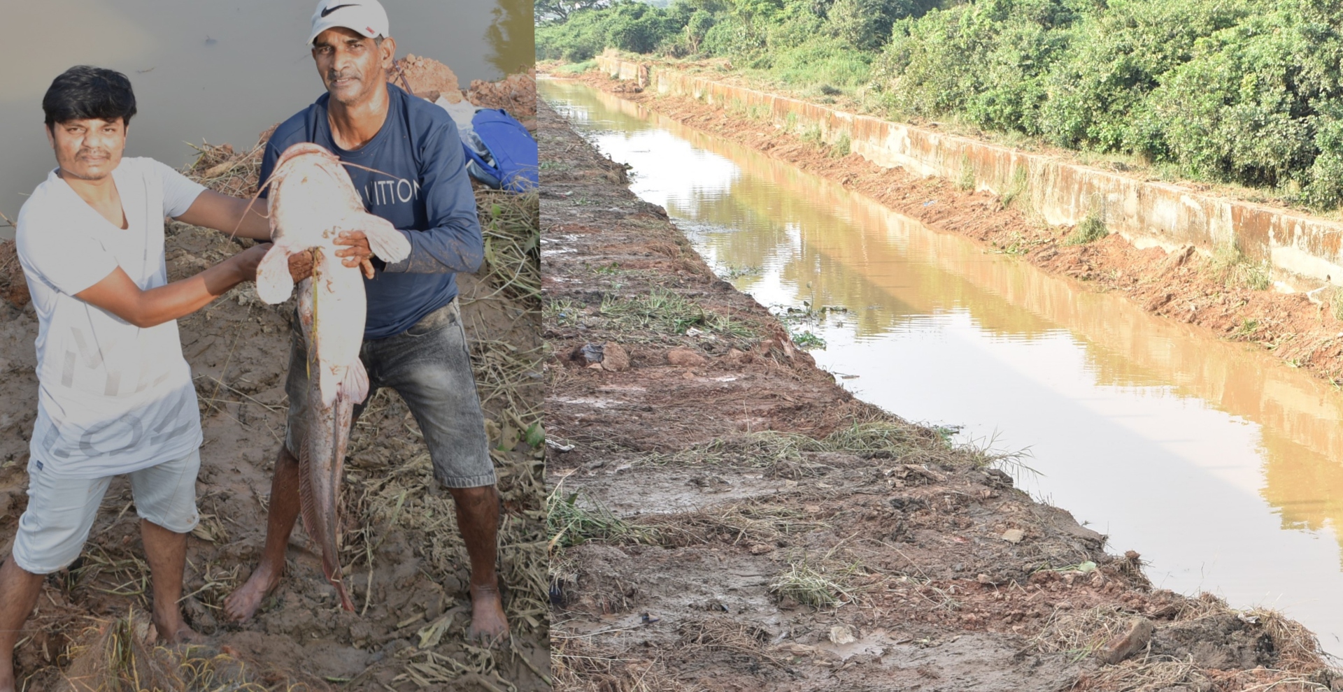 The Goan EveryDay: Catfish surprise as Dovondem de-silting work ...