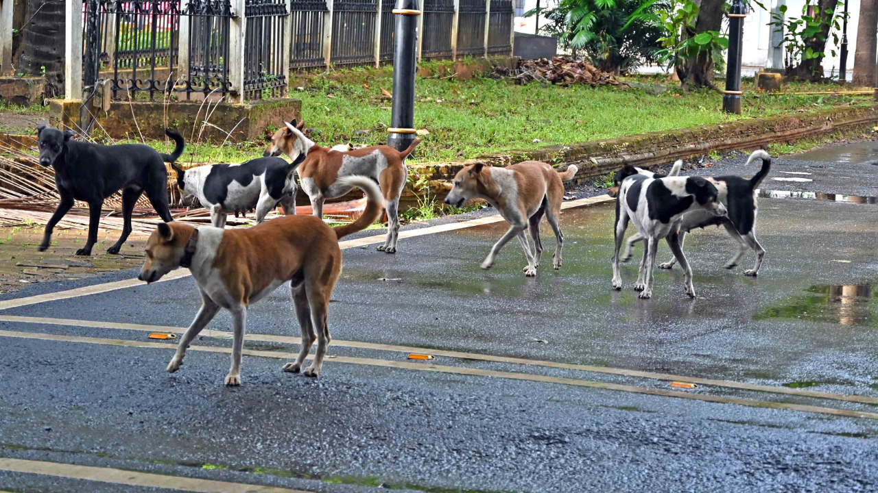 The Goan EveryDay: ﻿Goa acts on Supreme Court order, appoints officials ...