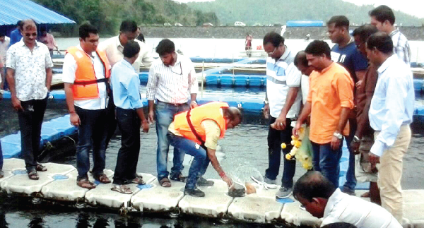 The Goan EveryDay: Reservoir Cage Culture at Chapoli Dam to boost fish ...
