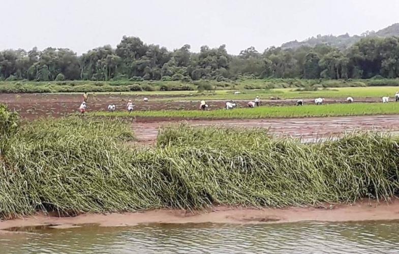 The Goan EveryDay: Paddy cultivation: Transplant it like Curtorkars
