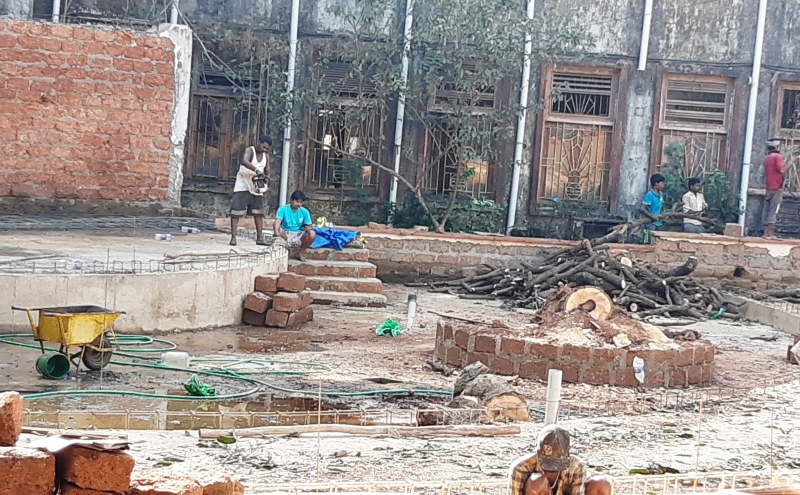 The Goan EveryDay: Shocking! Decades-old mango tree goes missing at ...