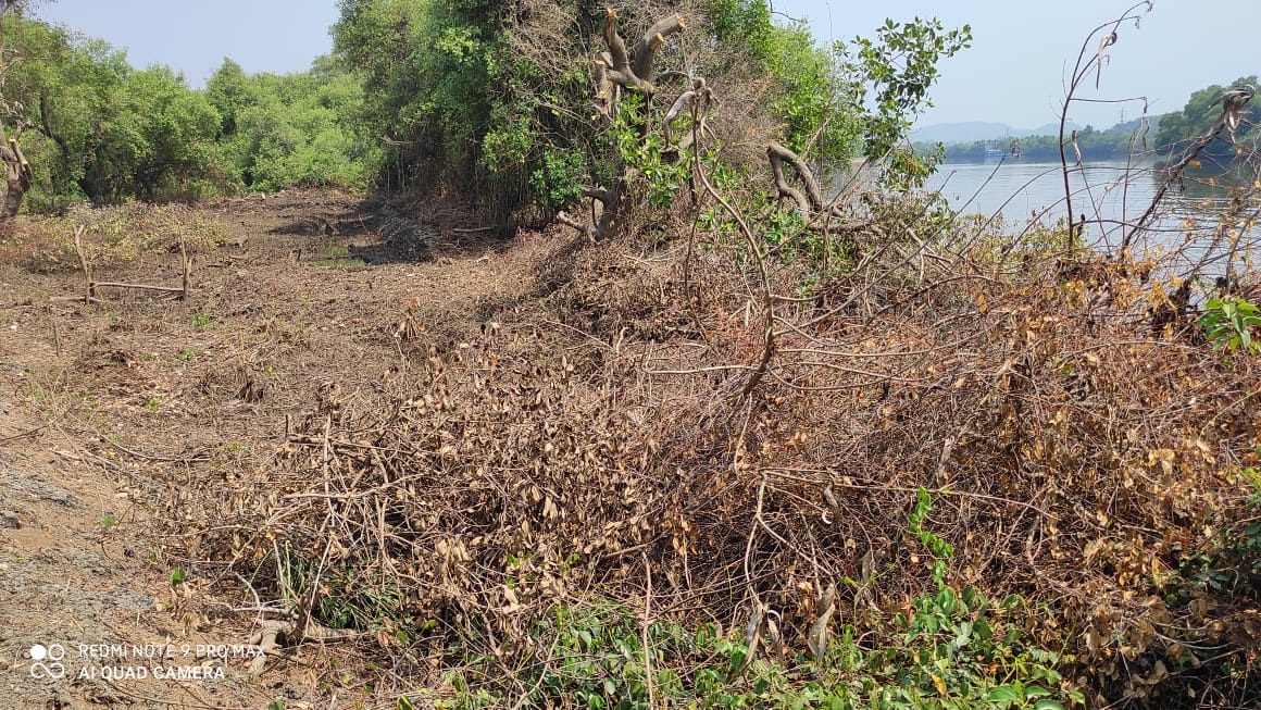 The Goan EveryDay: Curtorim farmers aghast at felling of mangroves for ...