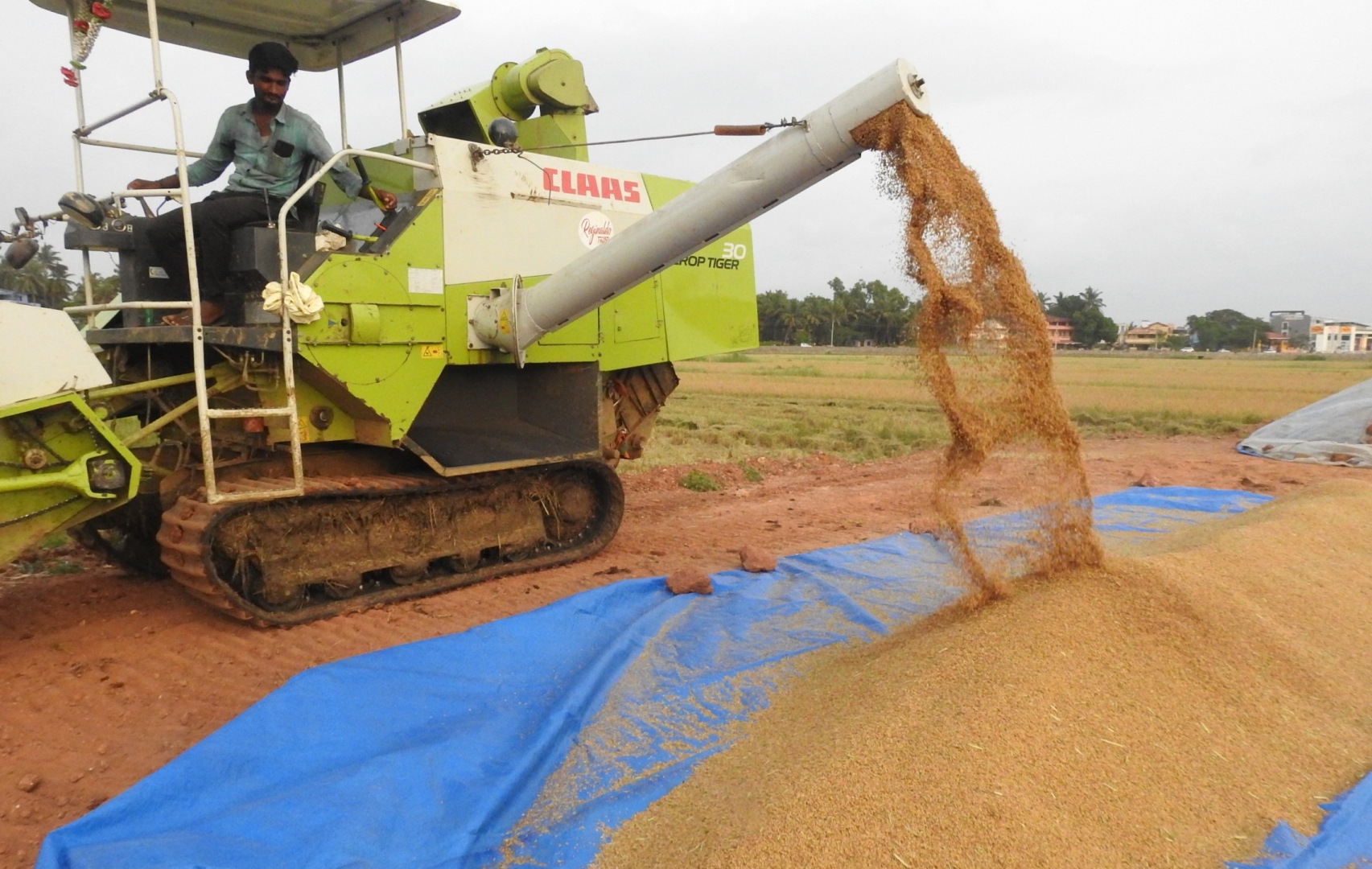 The Goan EveryDay: Benaulim farmers yield good harvest, hope fields ...