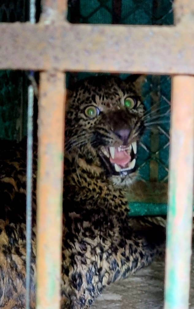 The Goan EveryDay: Female leopard rescued in Velim