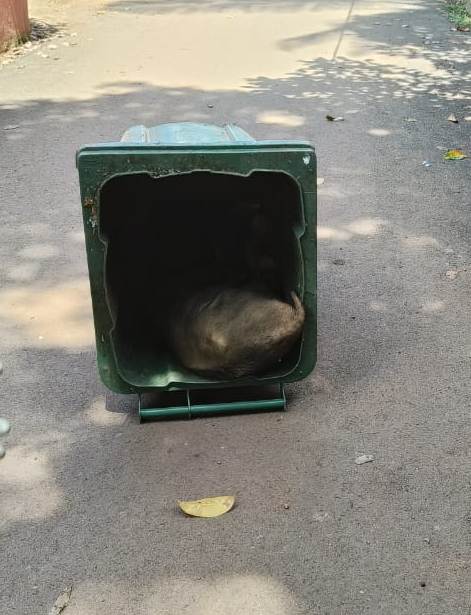 The Goan EveryDay: With viral infection causing death of pigs, Fatorda ...