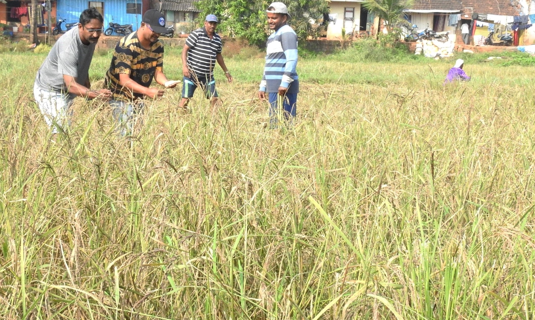 The Goan EveryDay: Seafarer from Benaulim emerges as progressive farmer ...