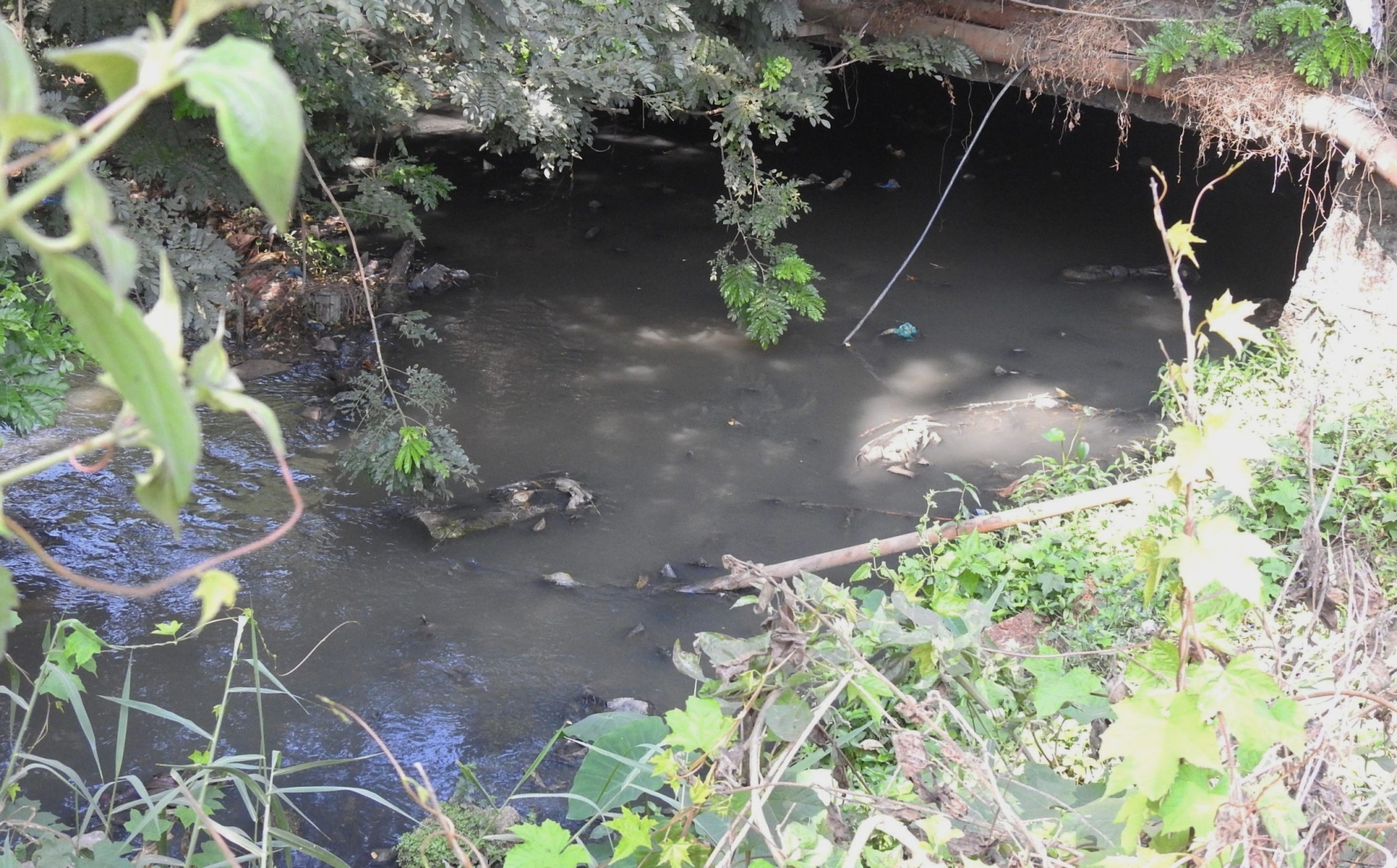 The Goan EveryDay: Salpem lake pollution is pressing issue: HC on ...