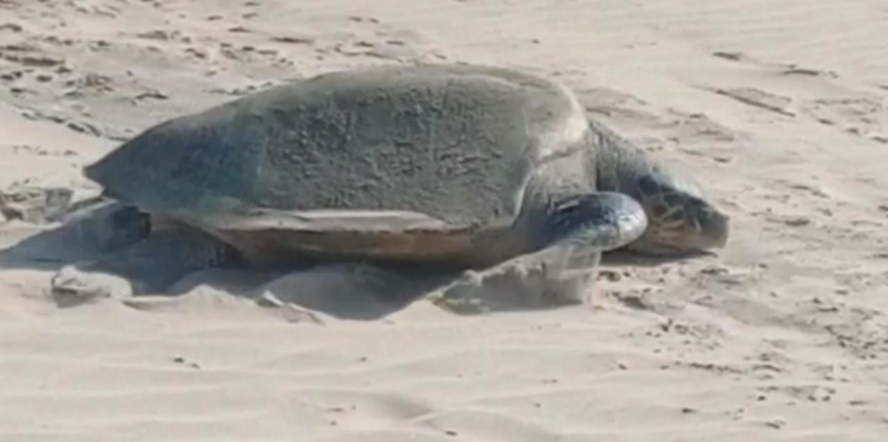 The Goan EveryDay: Turtle returns to sea without laying eggs at Ashwem ...