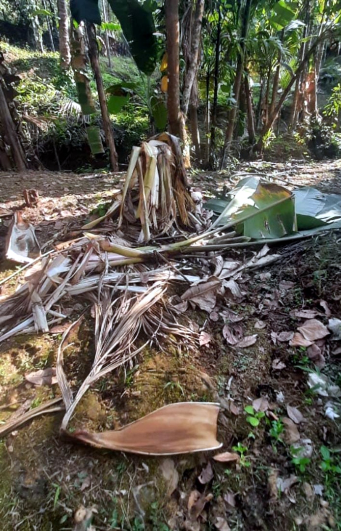 The Goan EveryDay: Bison destroys plantations in Nagargao, angers ryots