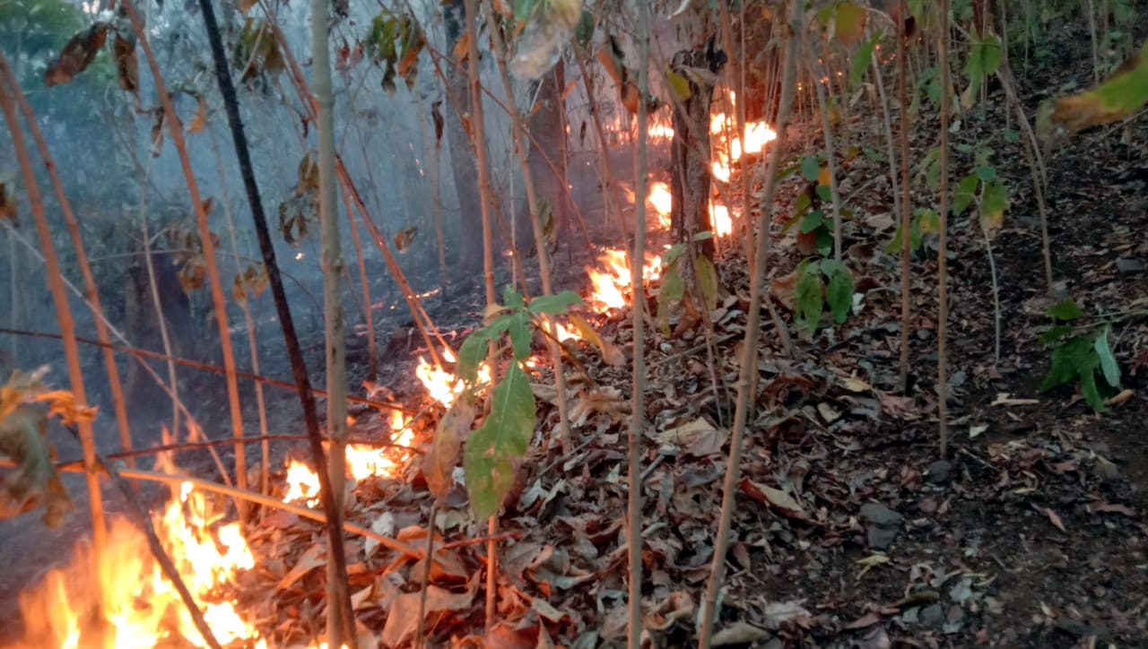 The Goan EveryDay: Forest fire continues in Kariamol-Kalay